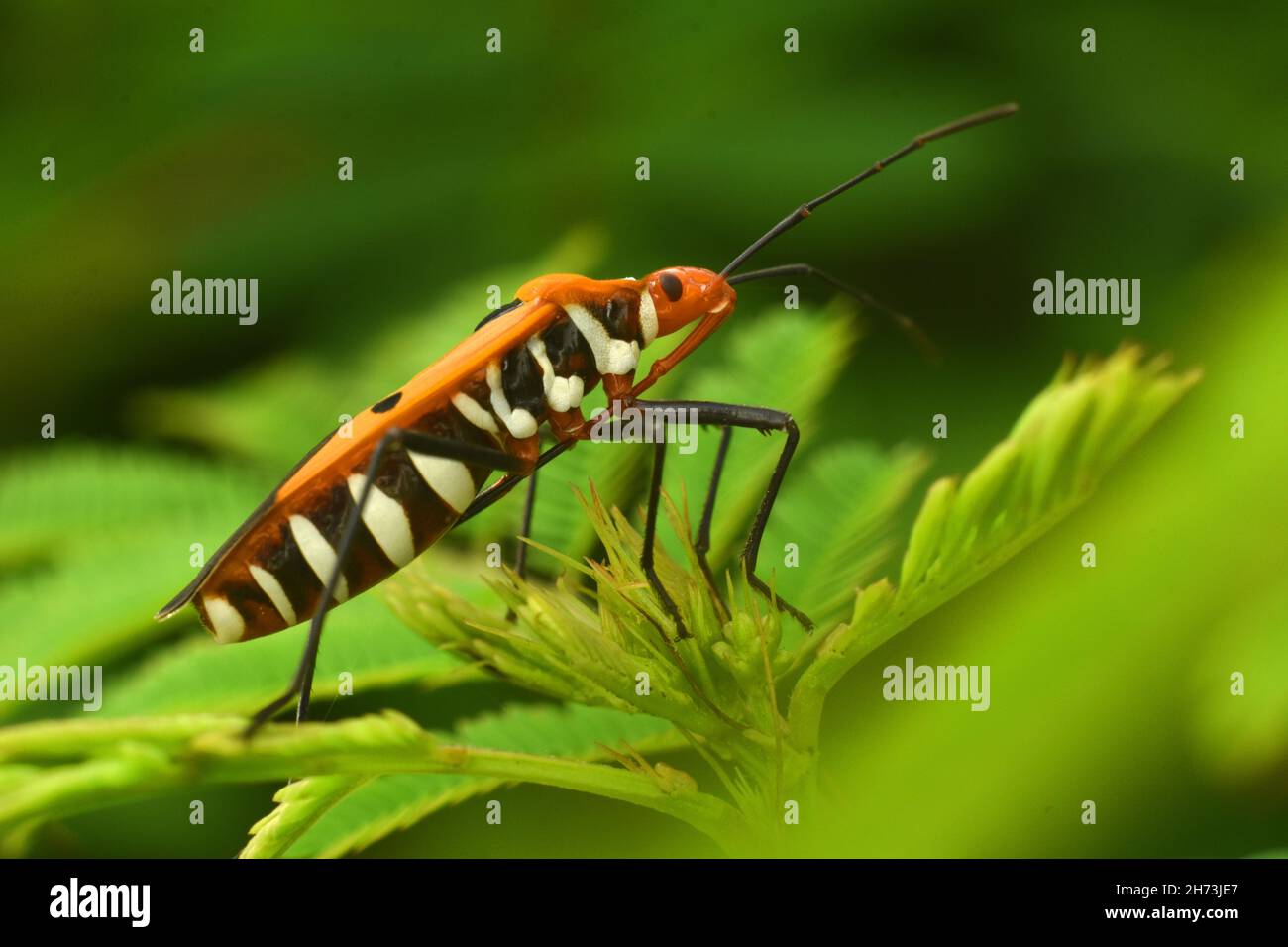 Close up photo of cotton stainer bug. Dysdercus cingulatus Stock Photo ...