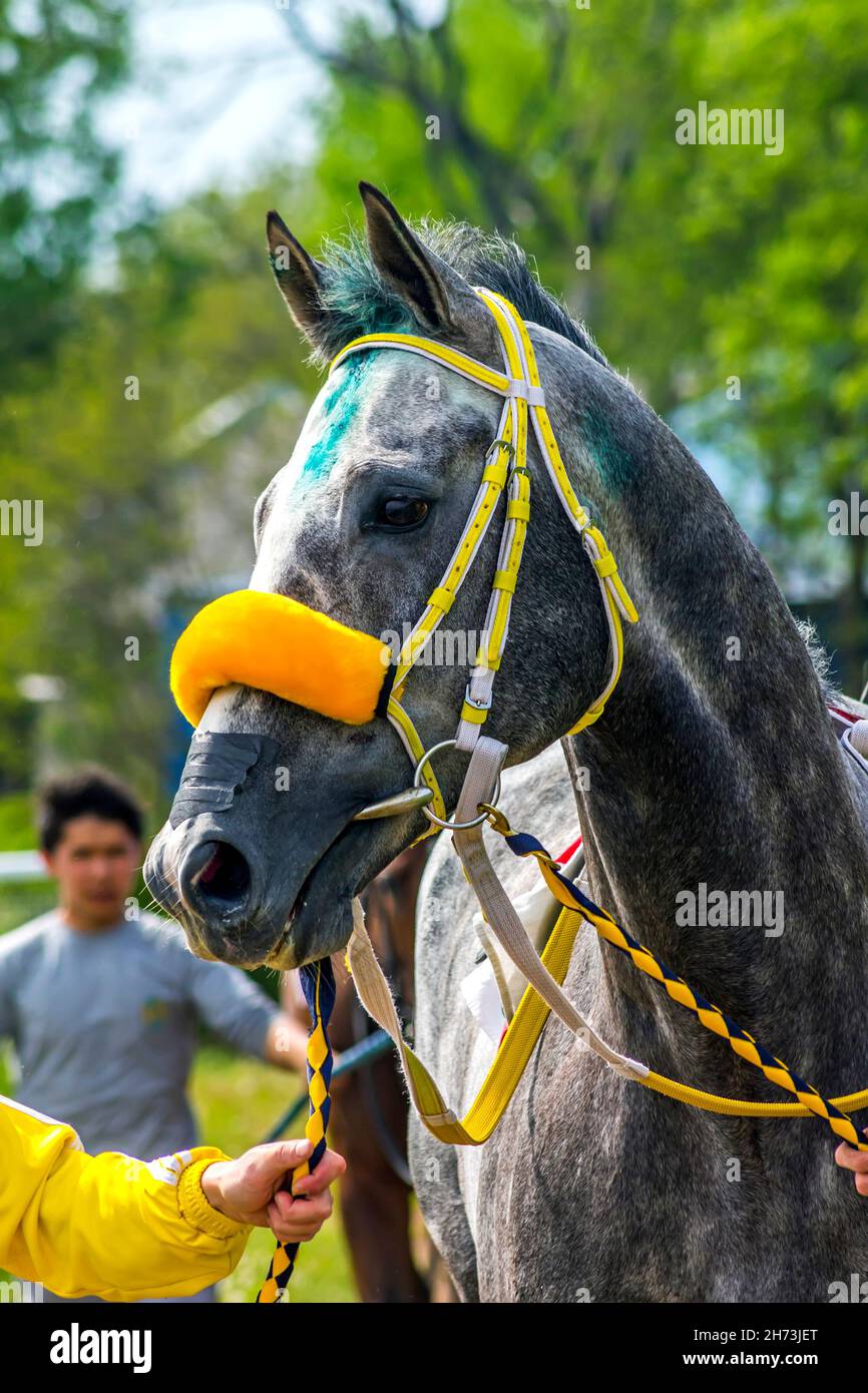 Portrait of arabian horse Stock Photo - Alamy