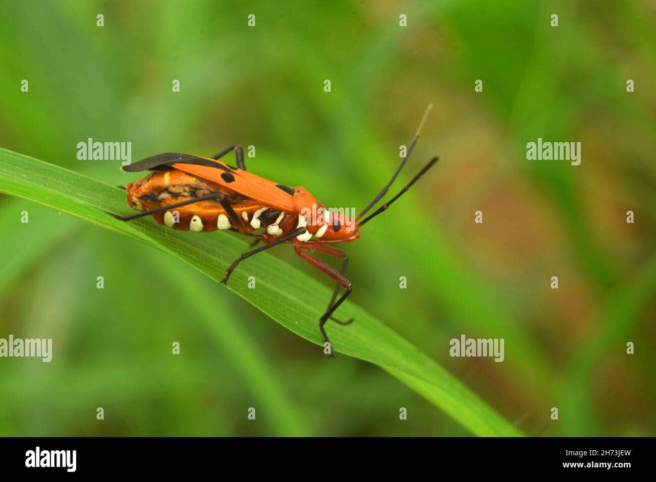 Female cotton stainer bug pregnant hi-res stock photography and images ...