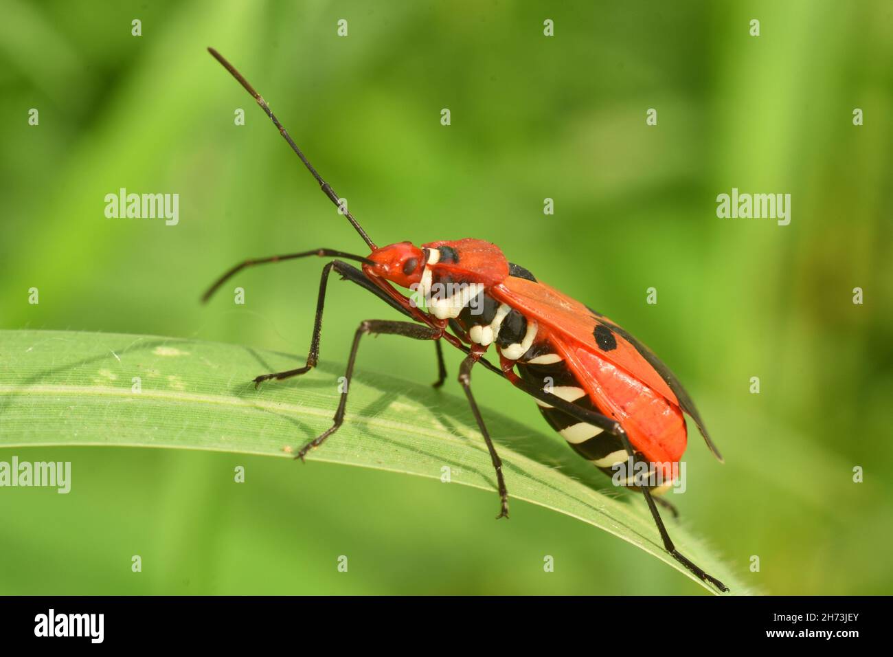 Dysdercus sp hi-res stock photography and images - Alamy