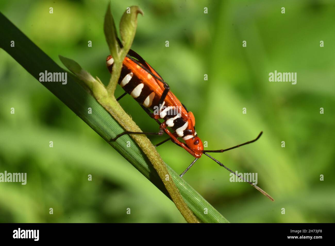 Close up photo of cotton stainer bug. Dysdercus cingulatus Stock Photo ...
