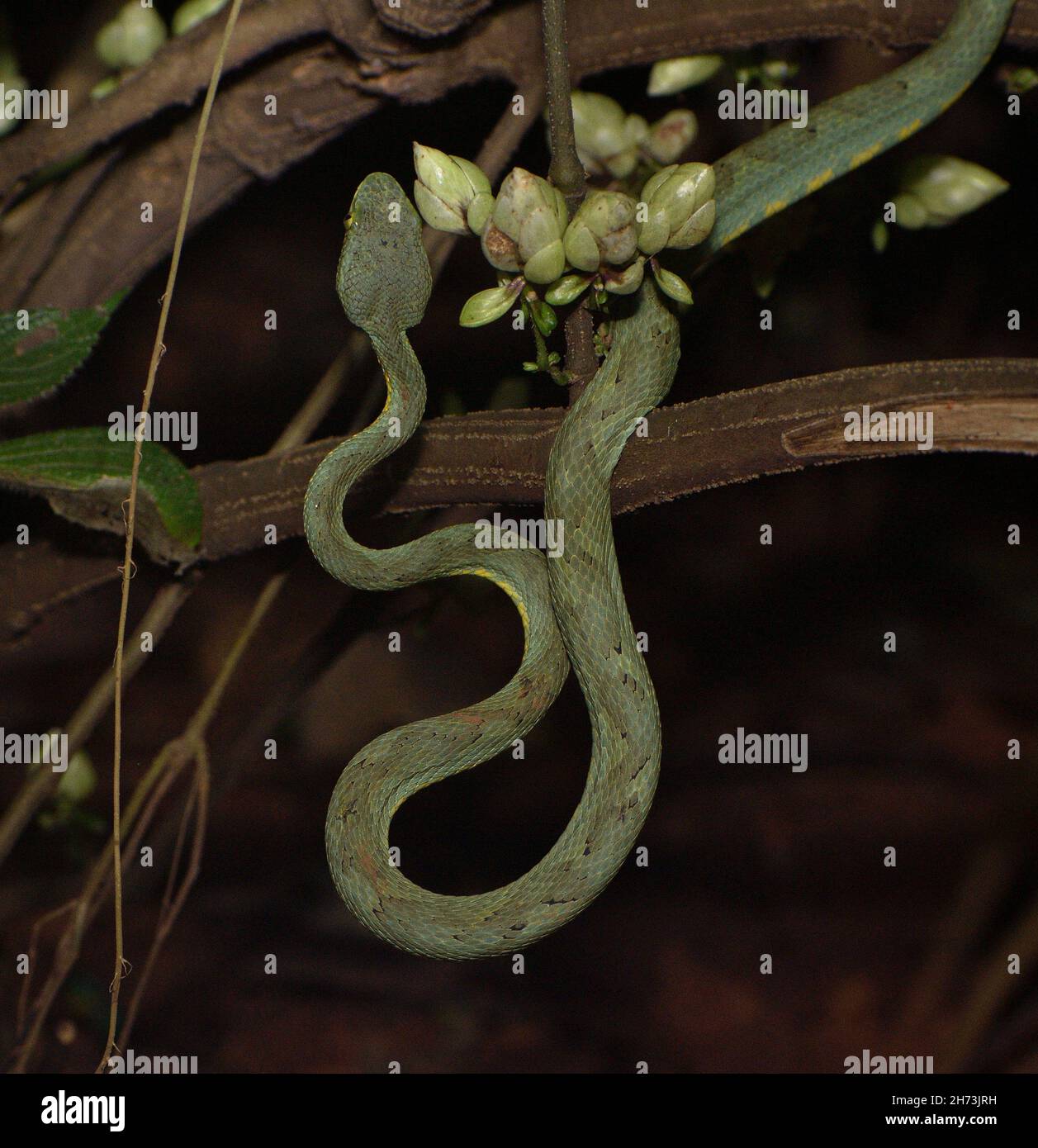 Bamboo pit viper snake hi-res stock photography and images - Alamy