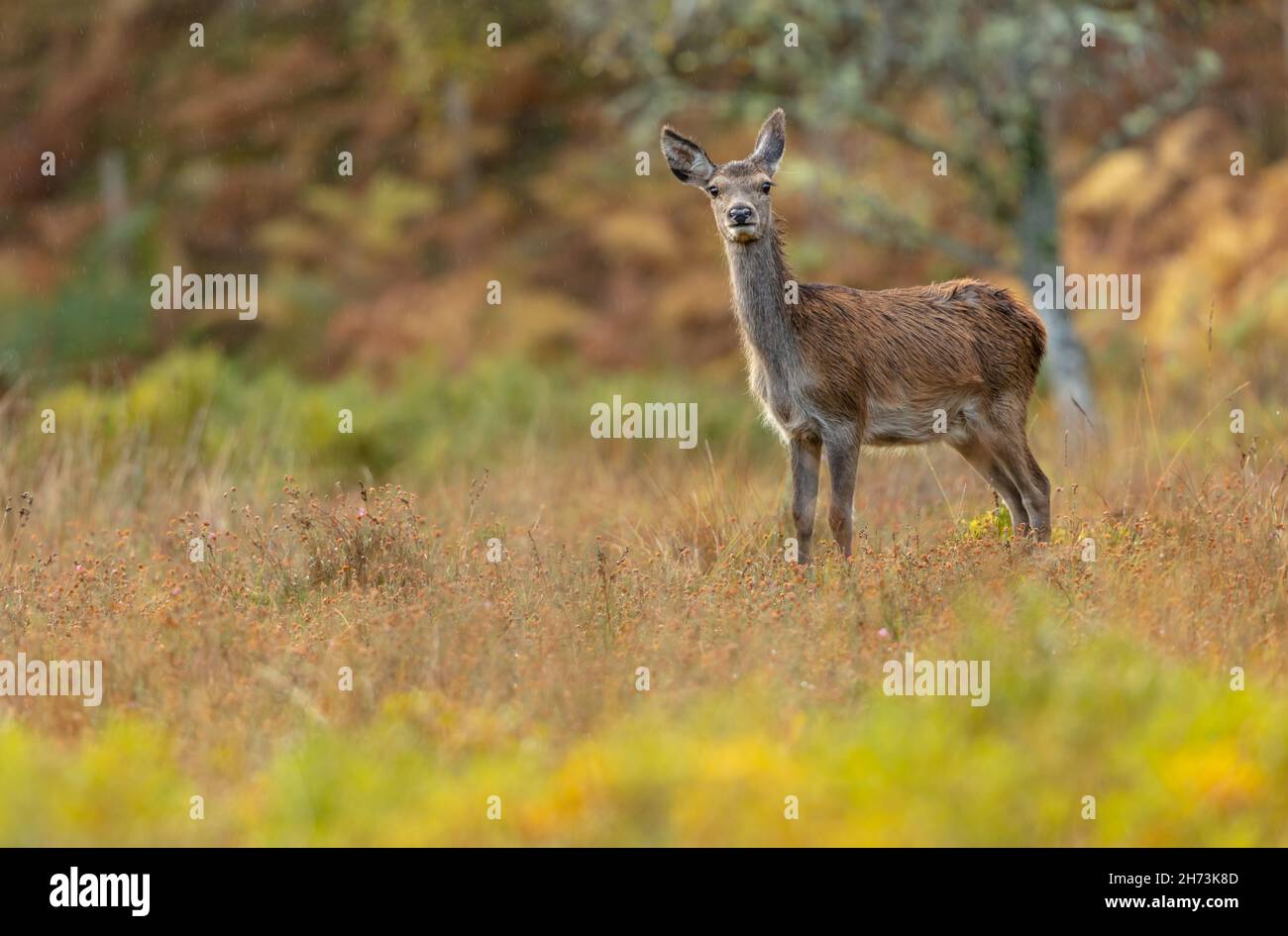 Red deer hind scotland female hi-res stock photography and images - Alamy