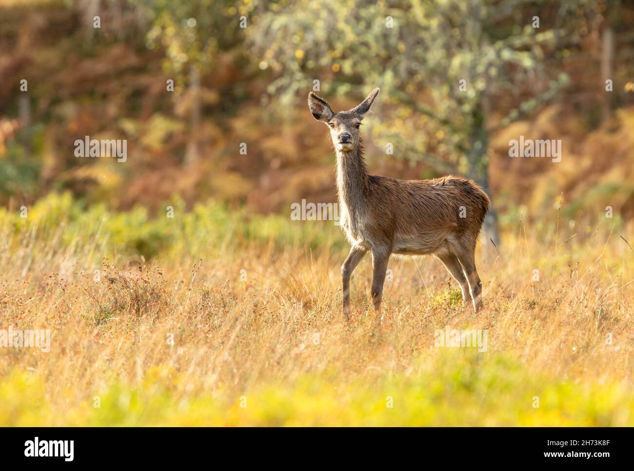Wild, native, Red Deer hind or female, stood in rainy Autumn weather in ...