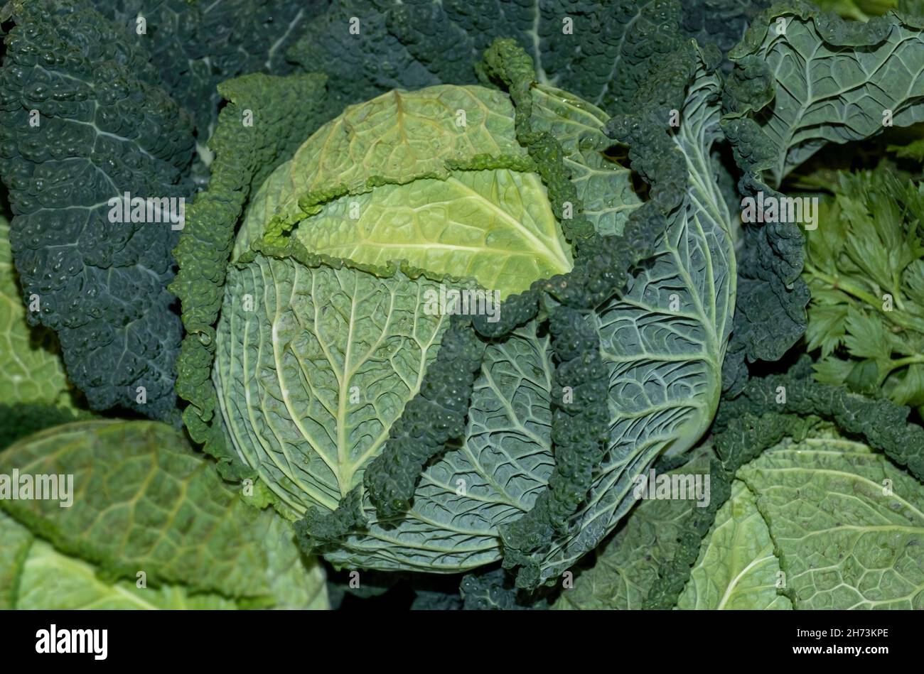 Close-up cabbage vegetables in greenhouse or market, harvest concept ...