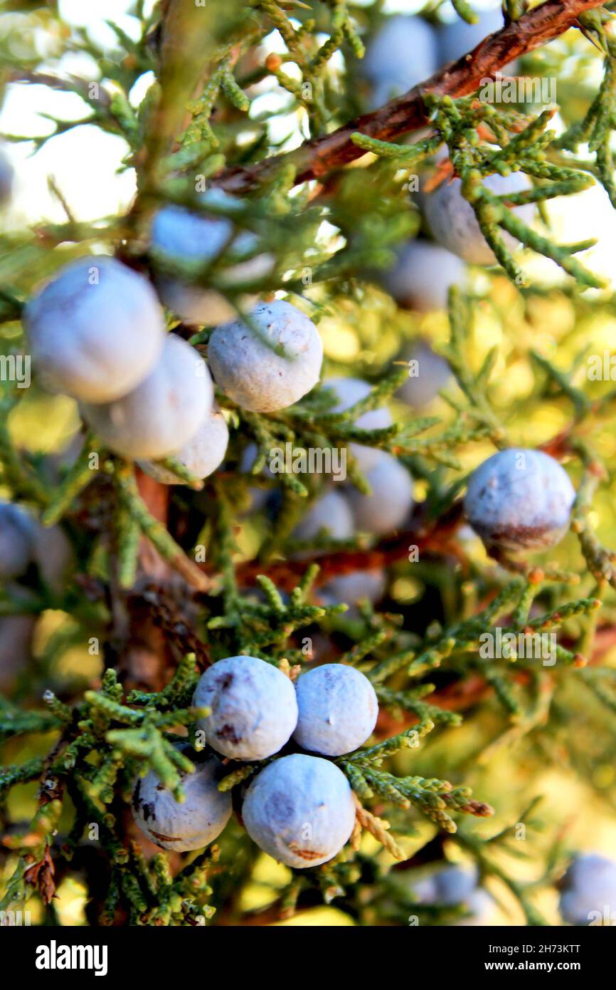 Berry nice to meet you Stock Photo - Alamy
