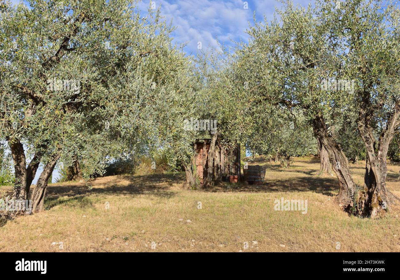 Old olive trees in hi-res stock photography and images - Alamy