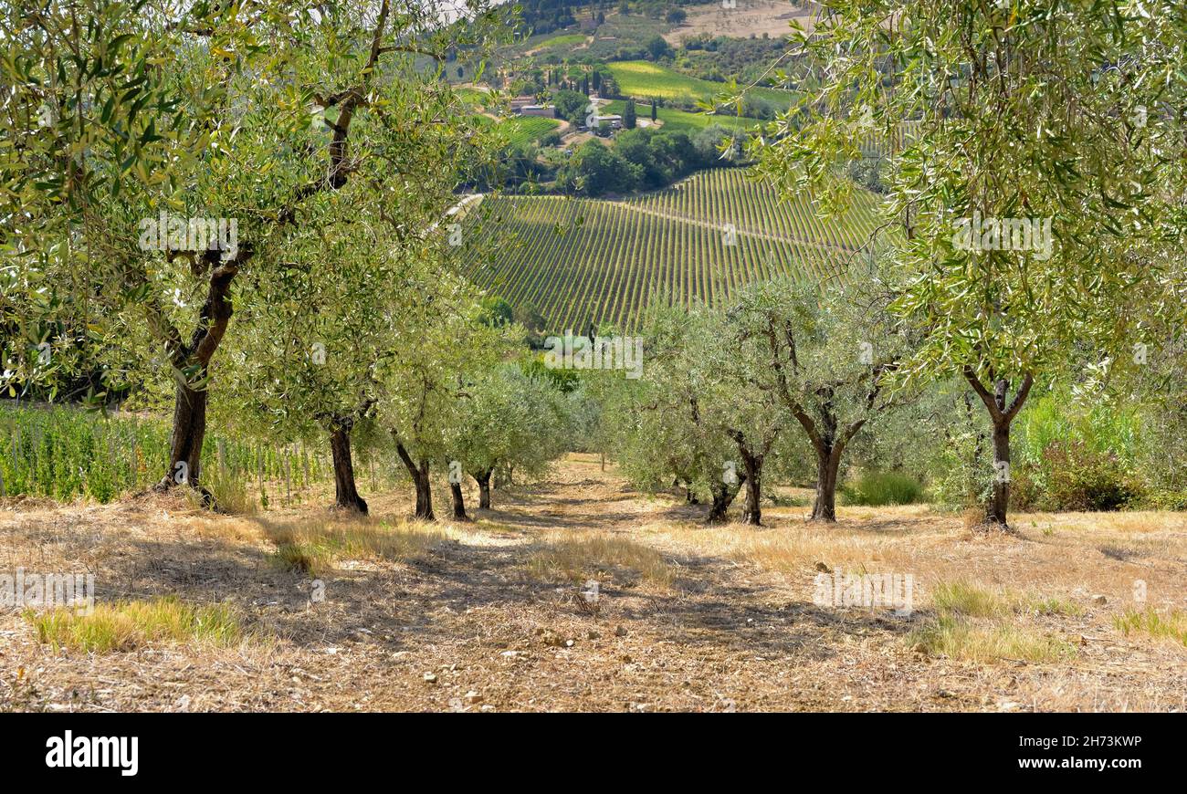olive trees growing in a field in a field with a vineyard background in ...