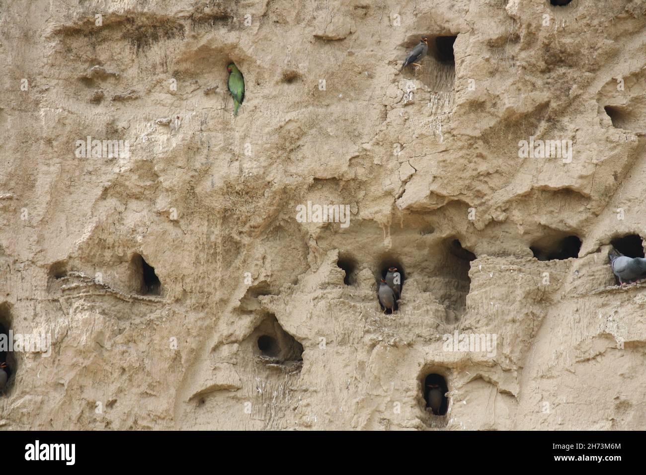 Mud cliff with nest burrows of various bird species : (pix SShukla ...