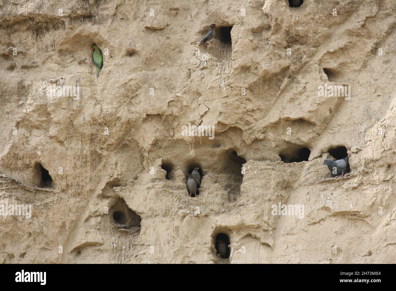 Mud cliff with nest burrows of various bird species : (pix SShukla ...