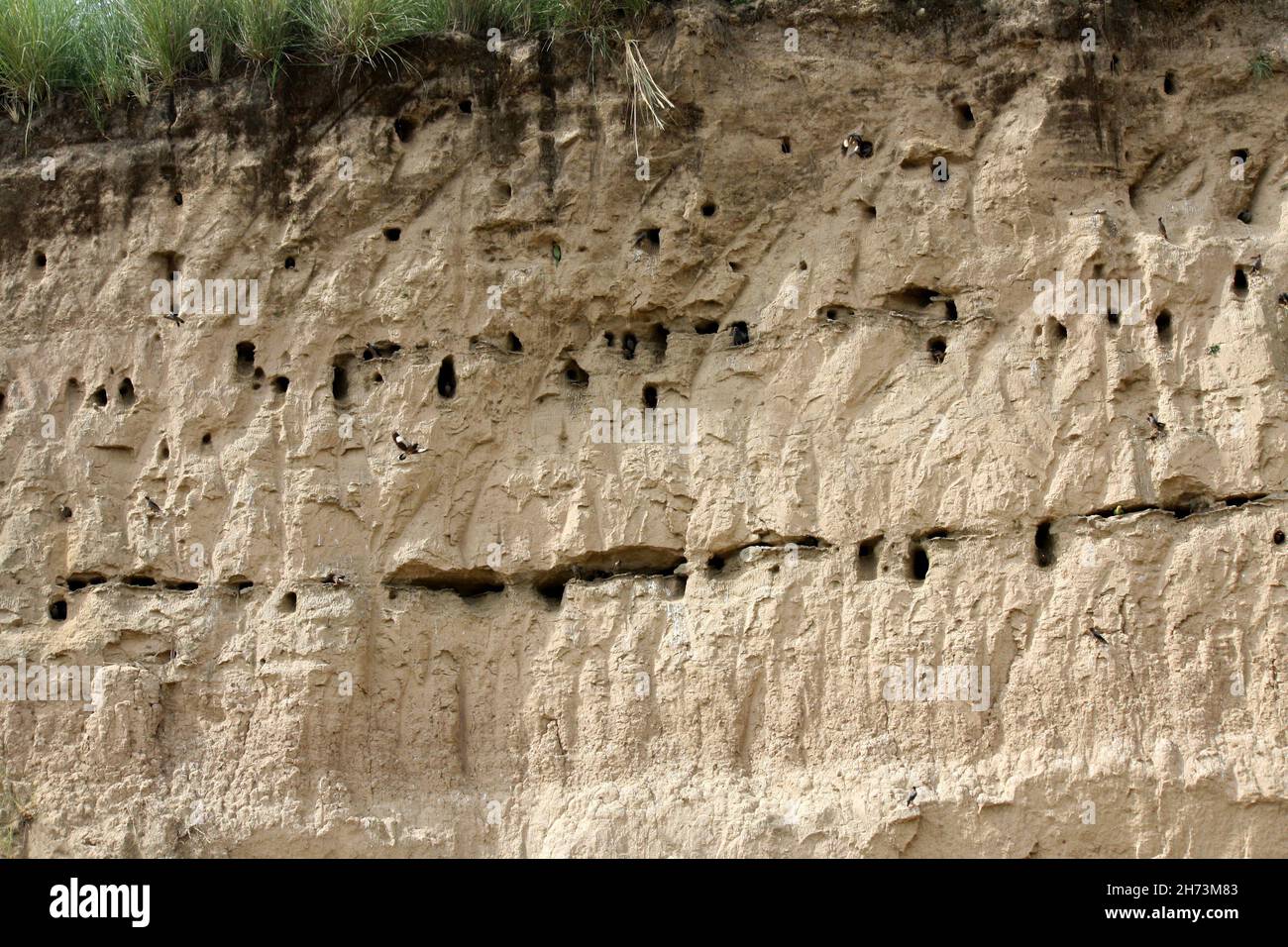 Mud cliff with nest burrows of various bird species : (pix SShukla ...