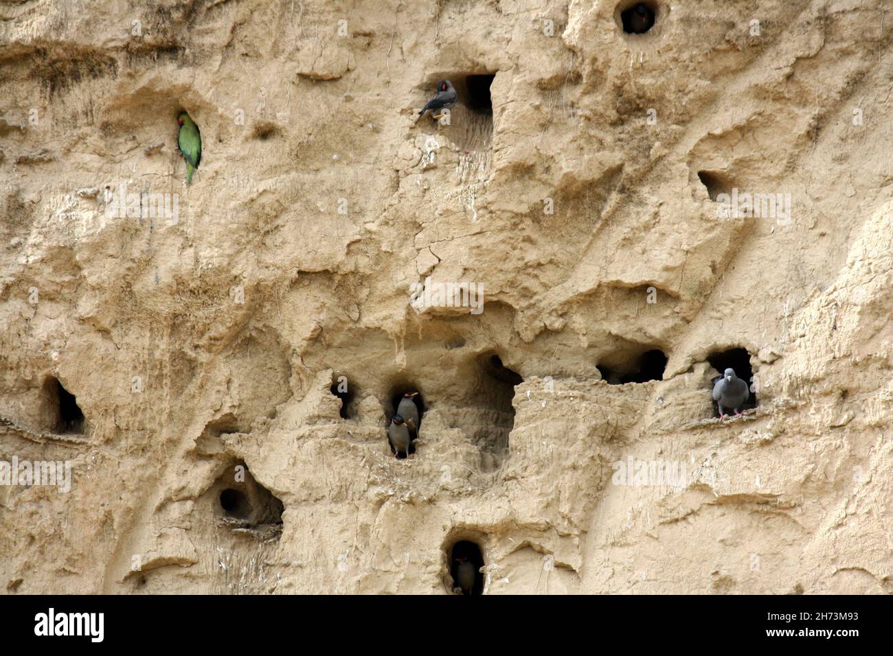Mud cliff with nest burrows of various bird species : (pix SShukla ...