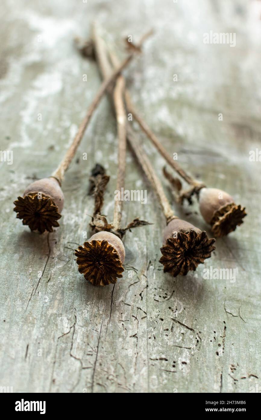Dried poppy seed heads resting on a rustic wooden surface with natural ...