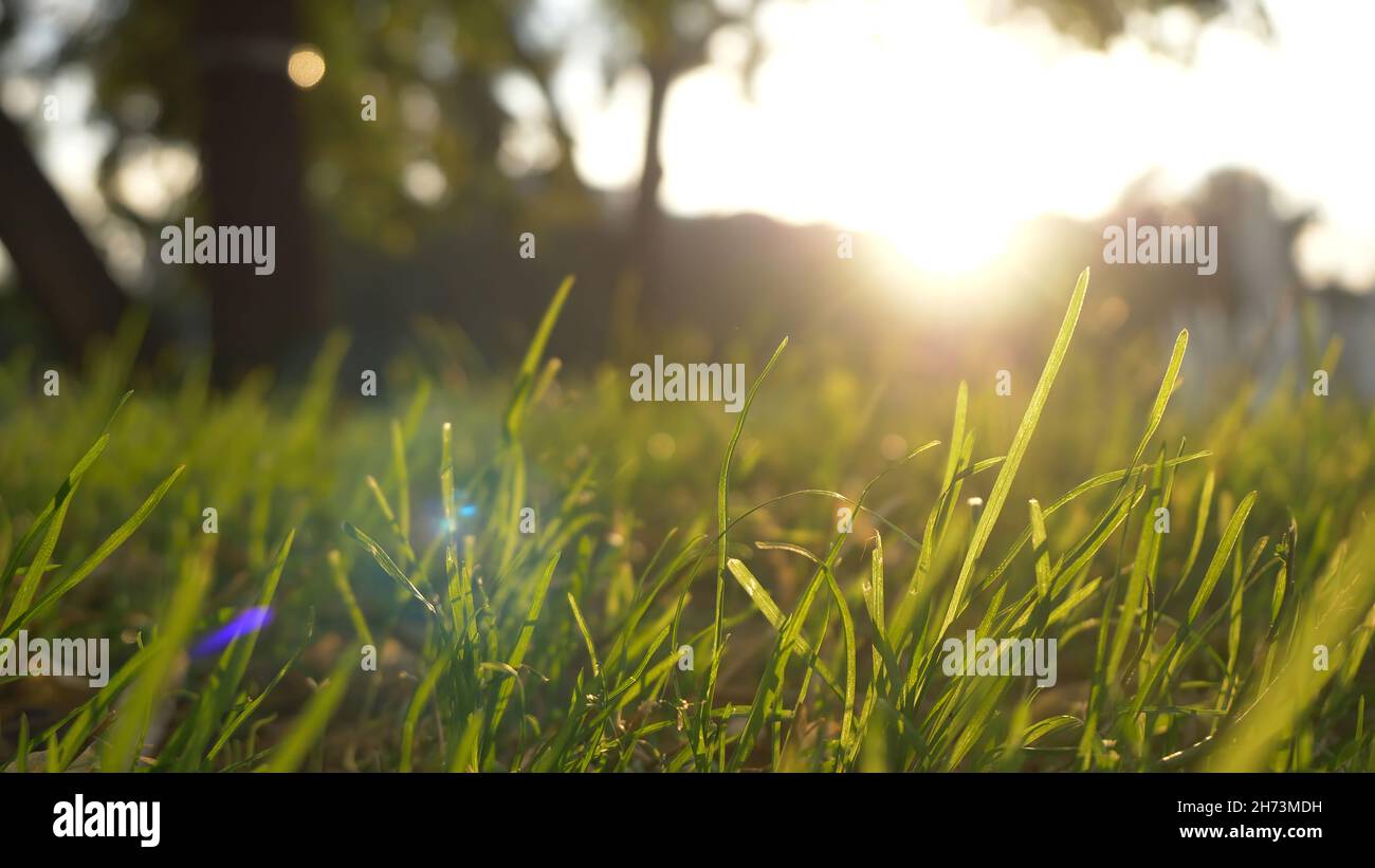 Summer grass meadow motion blur of pleasant wind with bright sunlight ...