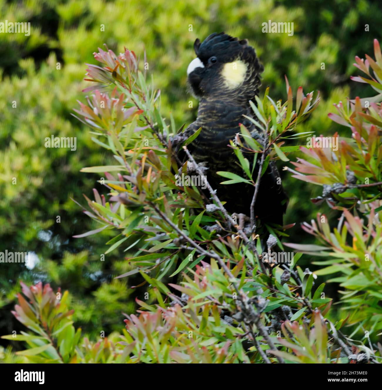 The yellow-tailed black cockatoo is a large cockatoo native to ...