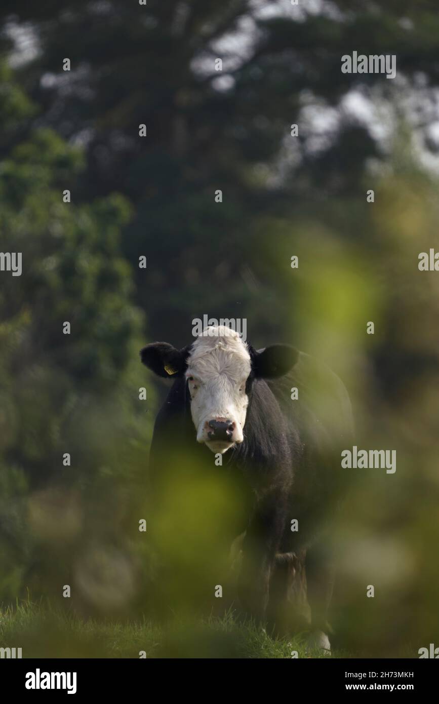 Bush cow hi-res stock photography and images - Alamy