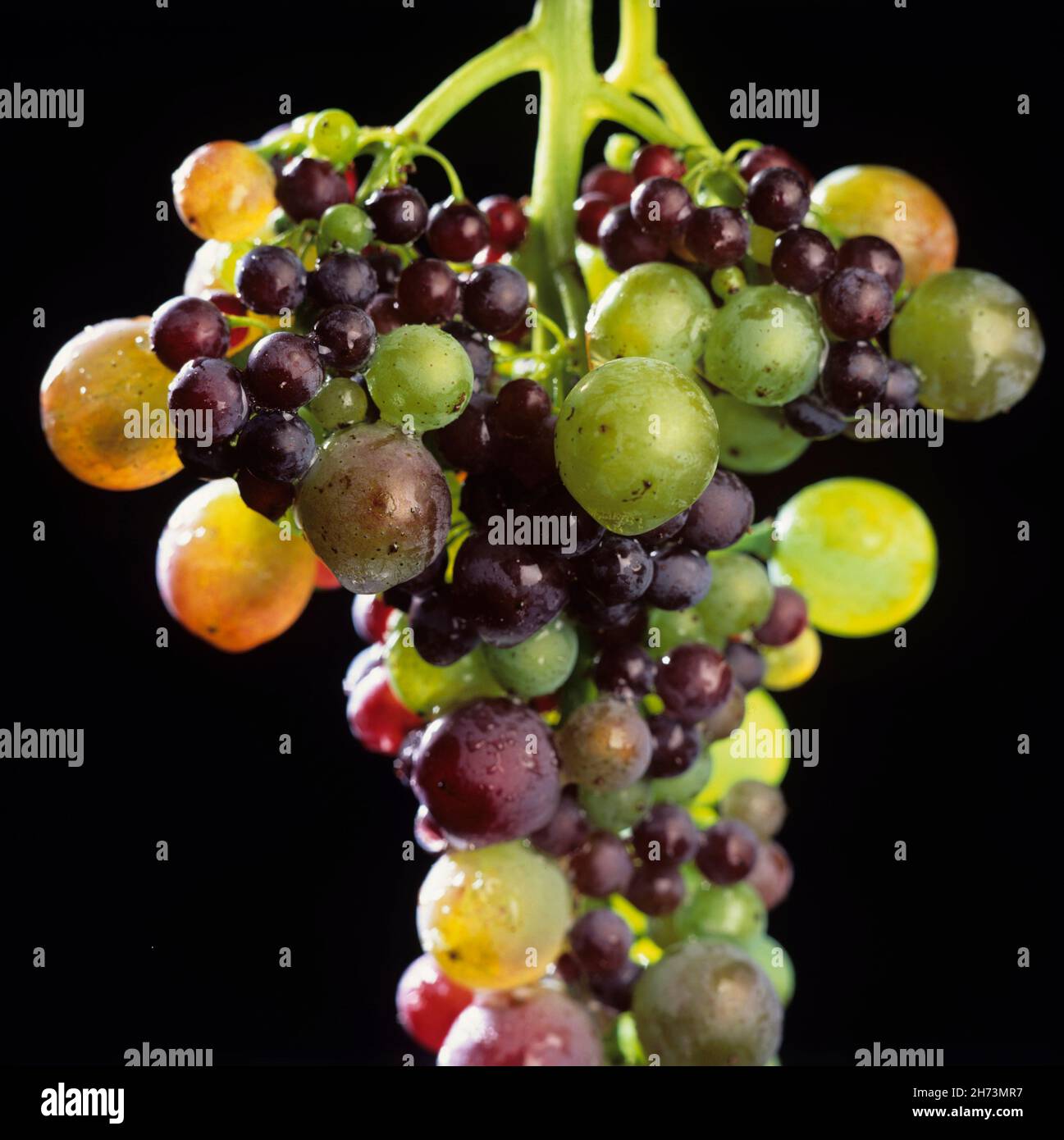 A cluster of diverse grapes showcasing various colors, textures, and ...