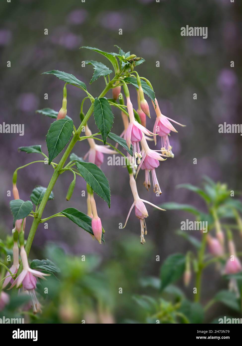 Fuchsia ‘whiteknight’s pearl’ hi-res stock photography and images - Alamy