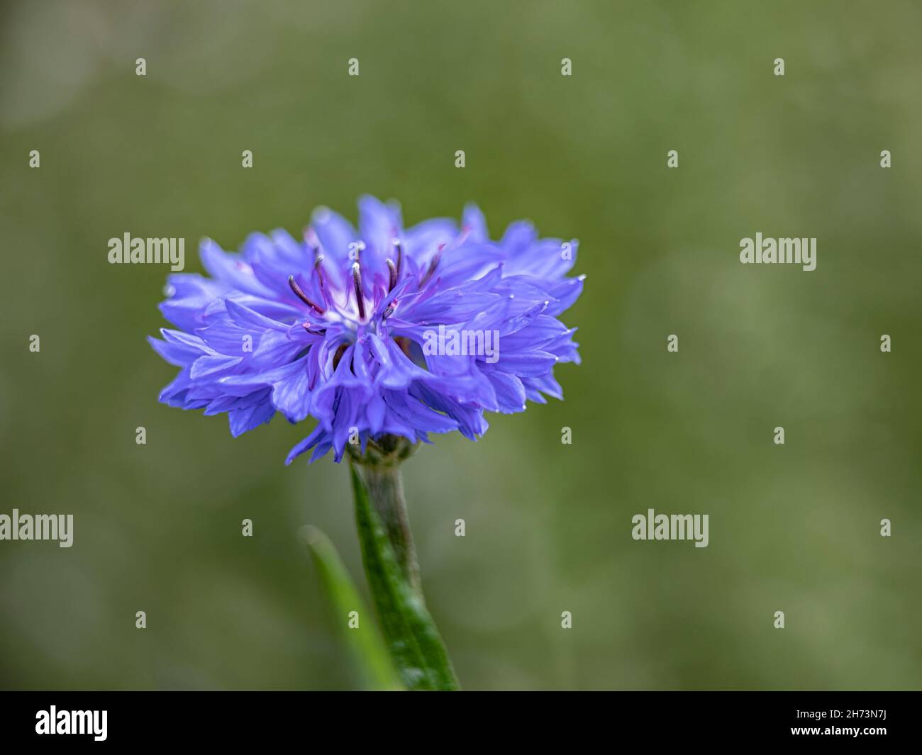 Closeup of flower of Corflower Centaurea cyanus 'Dwarf Blue Midget ...