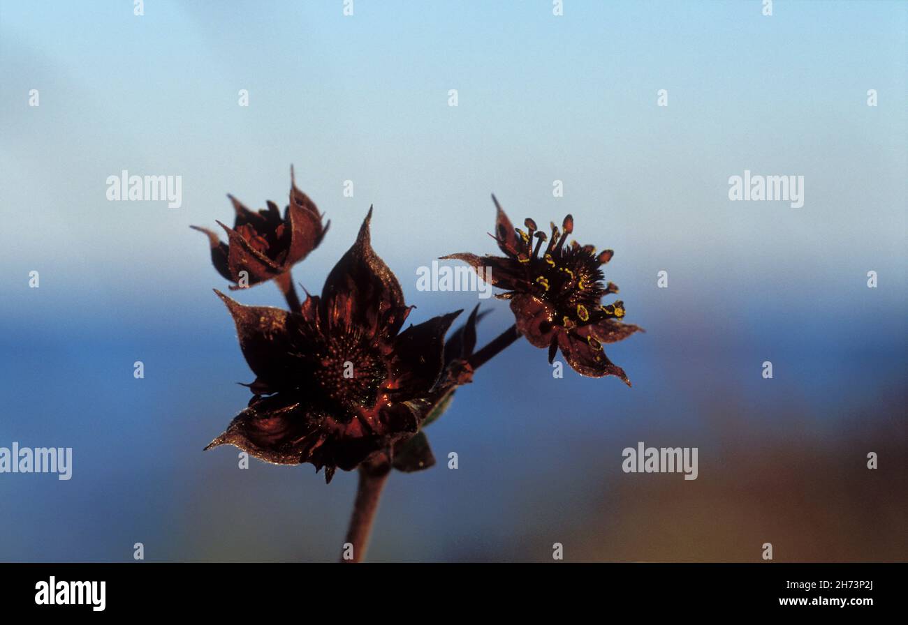 Purple marshlocks hi-res stock photography and images - Alamy