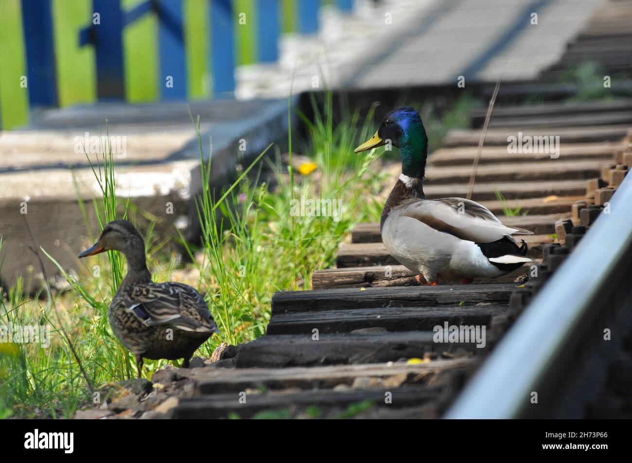 Mallard Duck. A pair of birds, male and female, sitting on the railroad ...