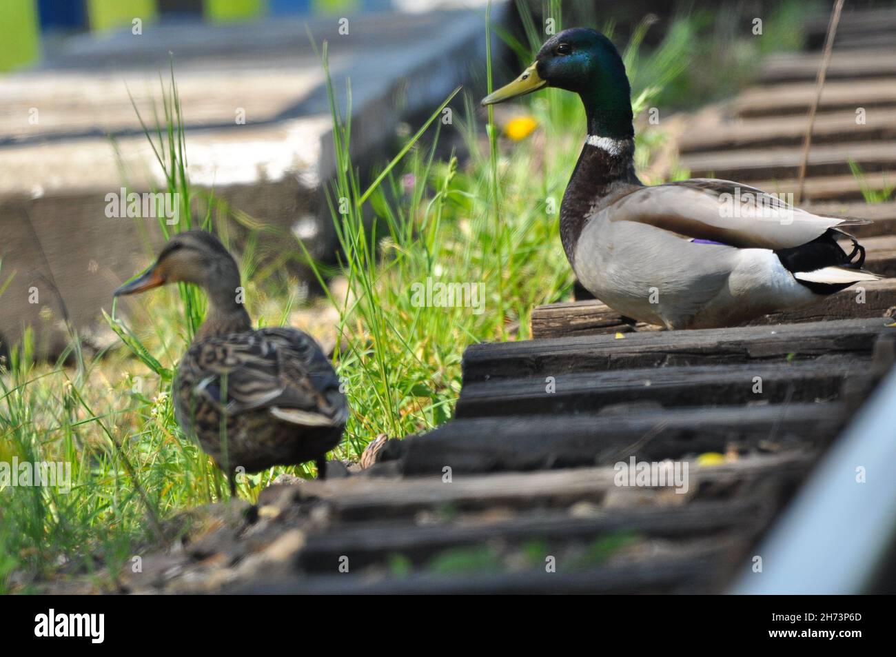 Mallard Duck. A pair of birds, male and female, sitting on the railroad ...