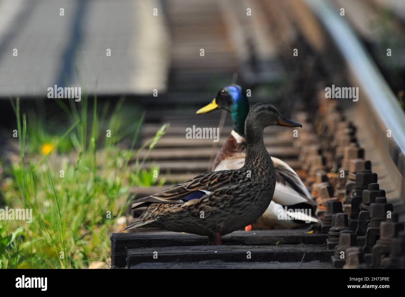Mallard Duck. A pair of birds, male and female, sitting on the railroad ...