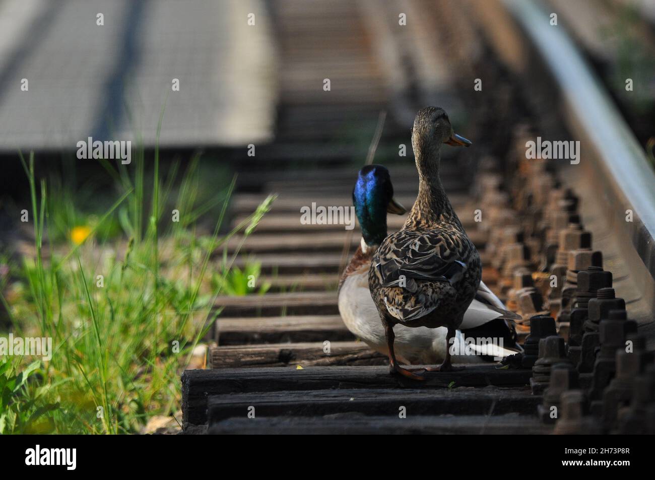 Mallard Duck. A pair of birds, male and female, sitting on the railroad ...