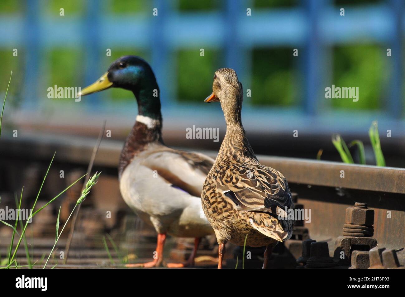 Mallard Duck. A pair of birds, male and female, sitting on the railroad ...
