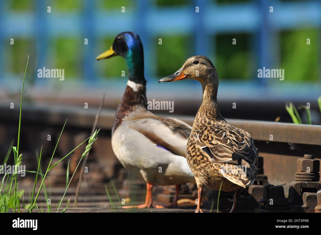 Mallard Duck. A pair of birds, male and female, sitting on the railroad ...