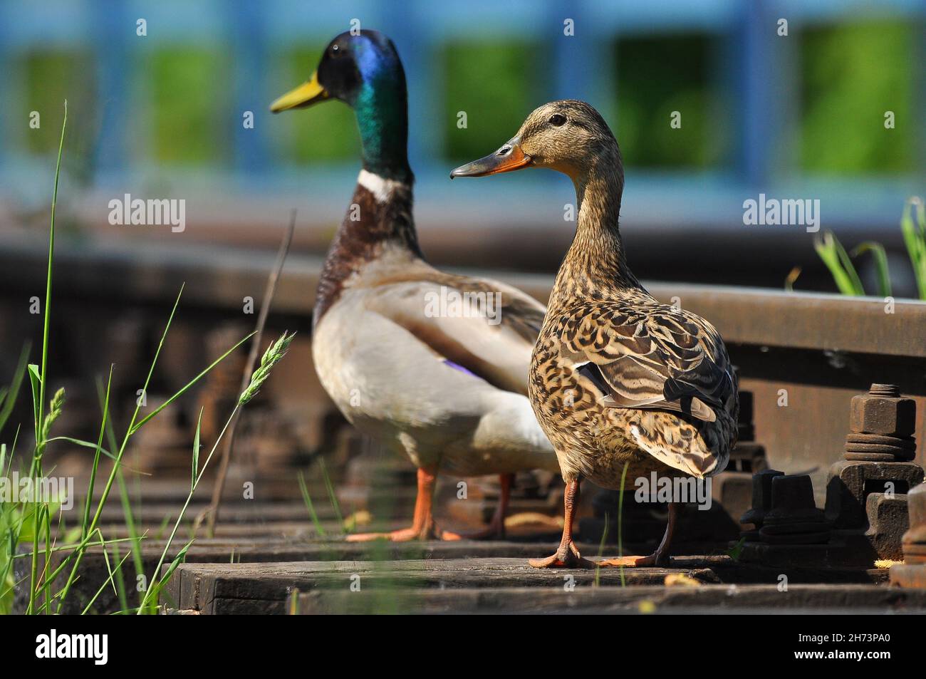 Mallard Duck. A pair of birds, male and female, sitting on the railroad ...