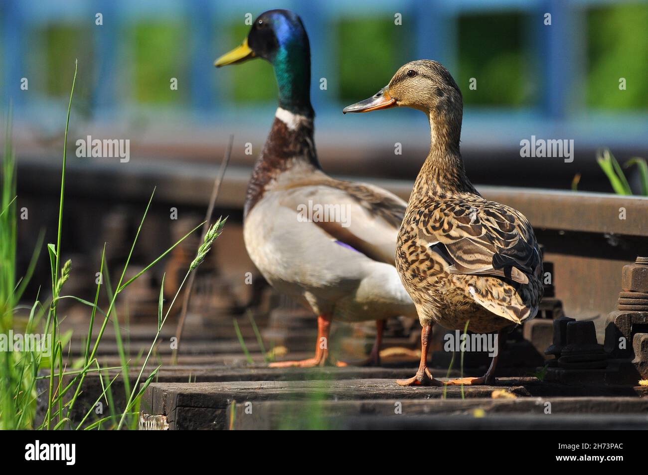 Mallard Duck. A pair of birds, male and female, sitting on the railroad ...