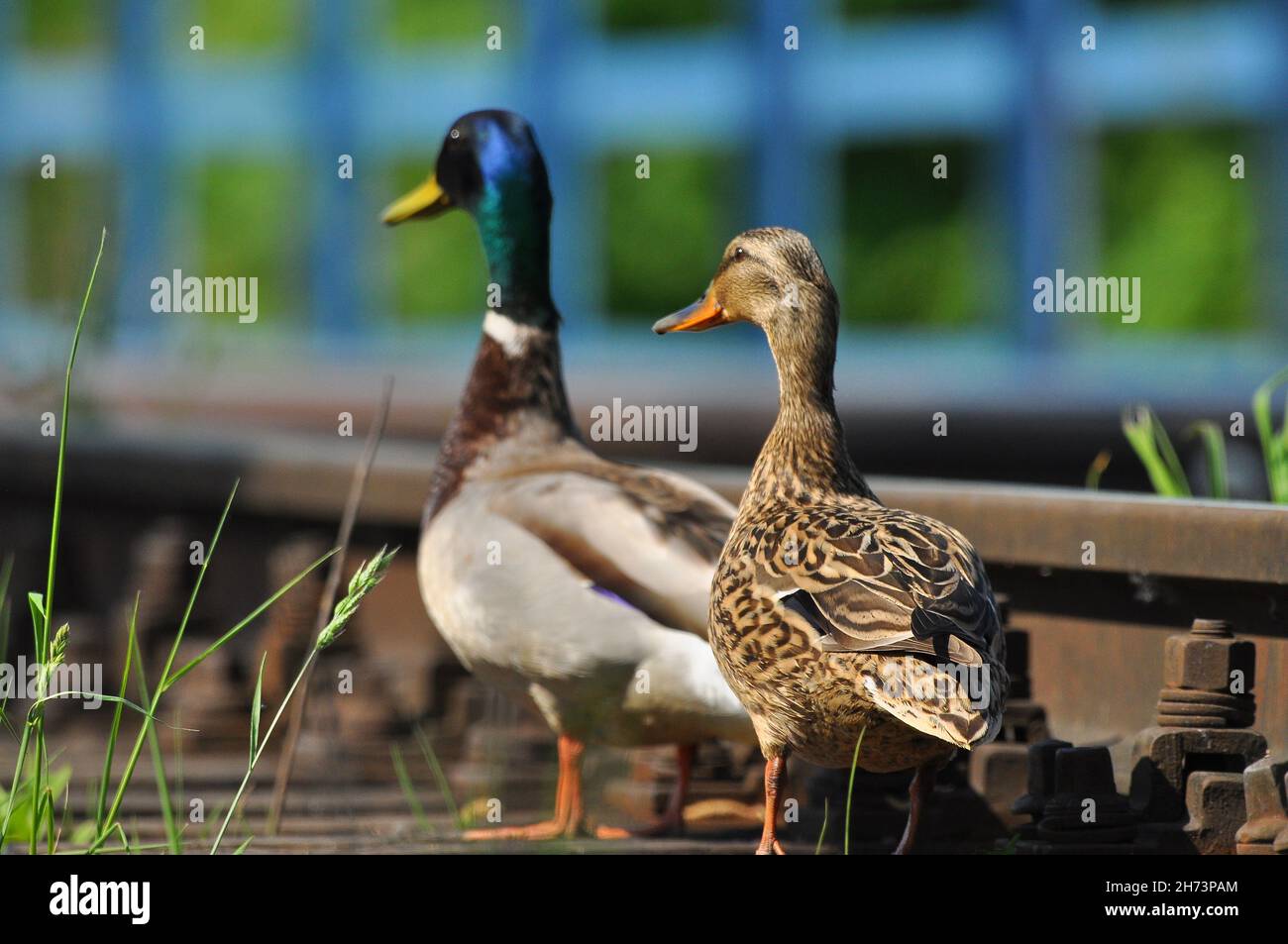 Mallard Duck. A pair of birds, male and female, sitting on the railroad ...