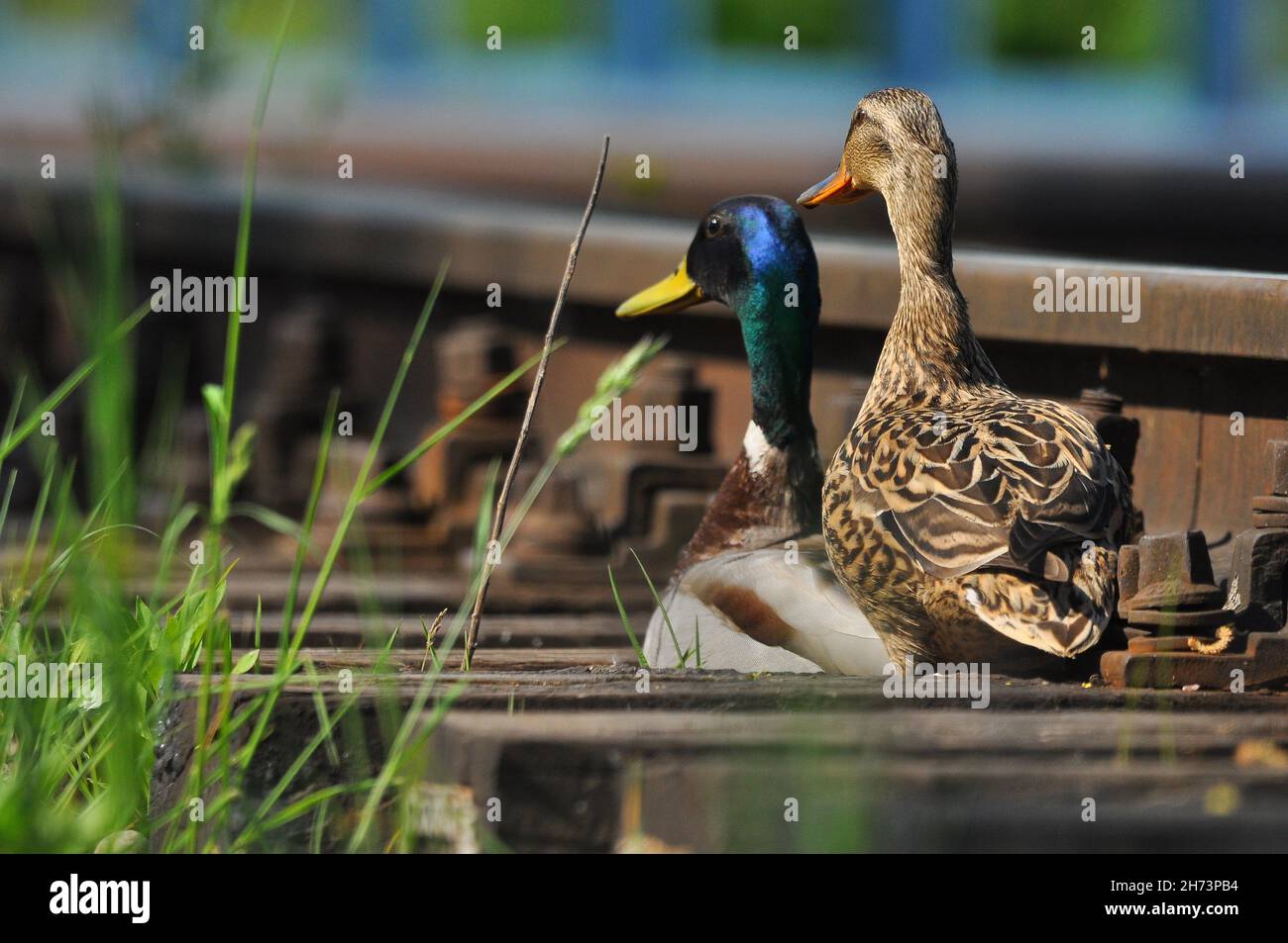 Mallard Duck. A pair of birds, male and female, sitting on the railroad ...