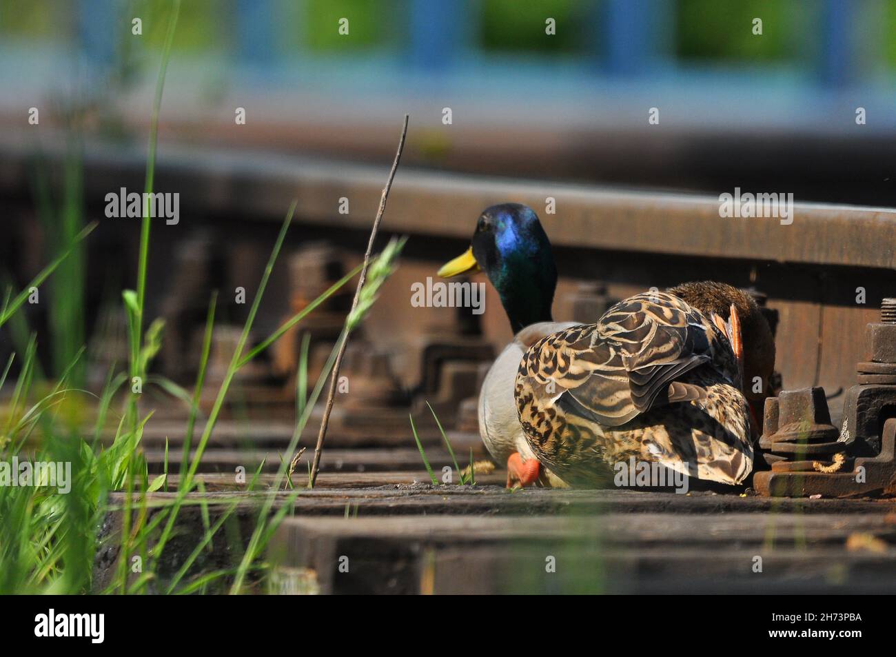 Mallard Duck. A pair of birds, male and female, sitting on the railroad ...
