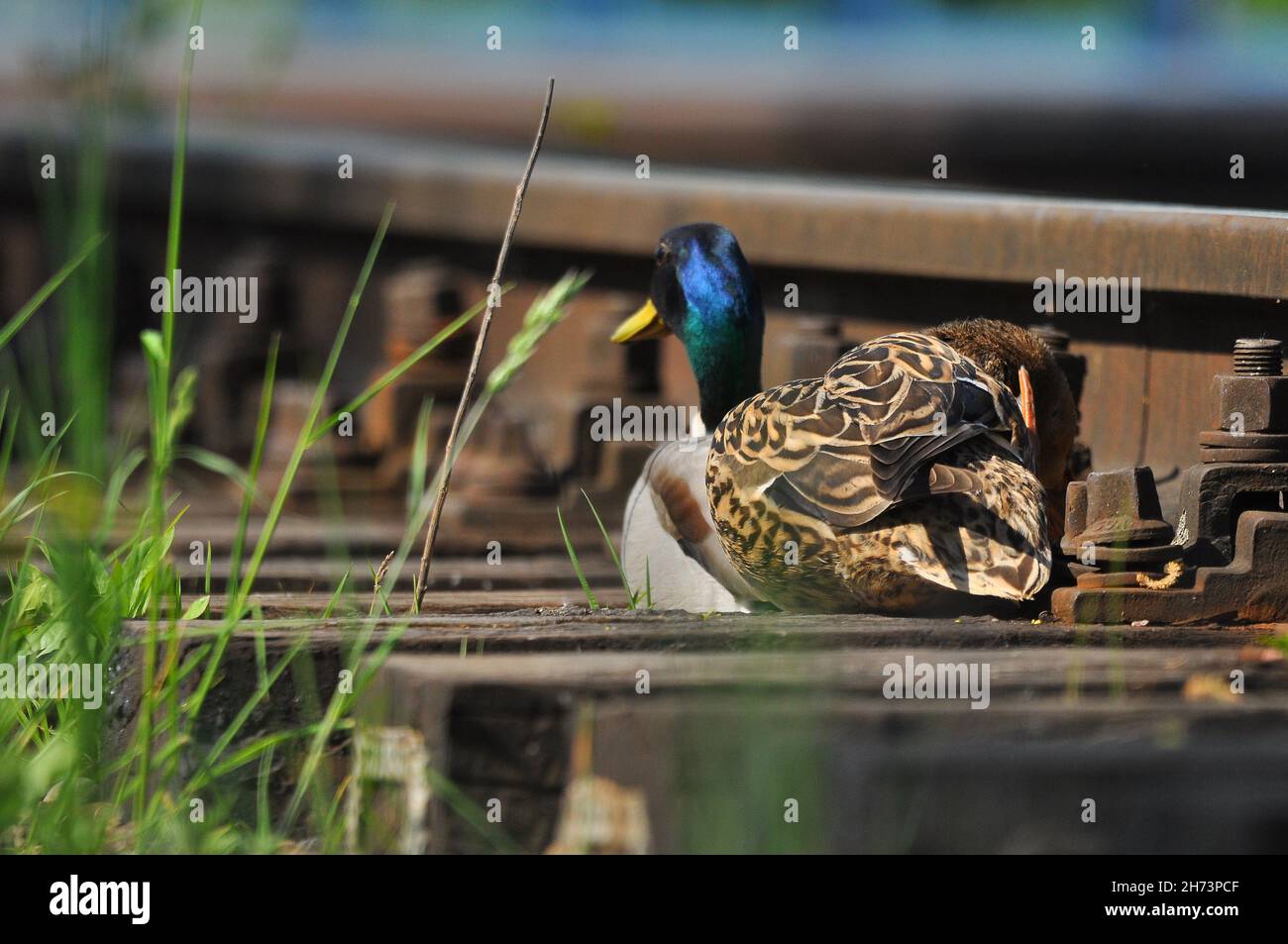 Duck screws hi-res stock photography and images - Alamy