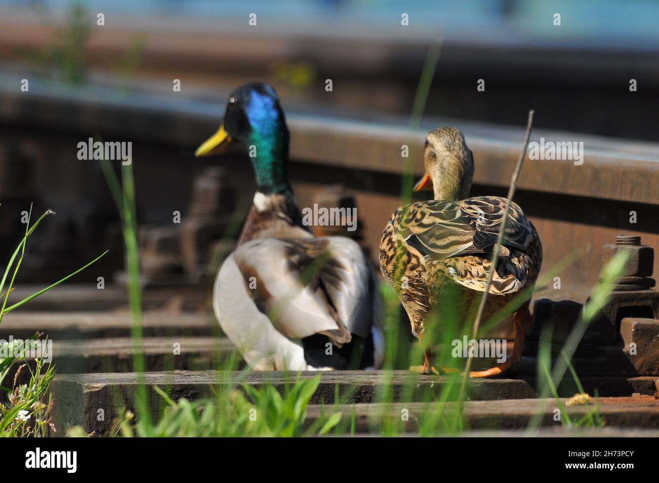 Mallard Duck. A pair of birds, male and female, sitting on the railroad ...