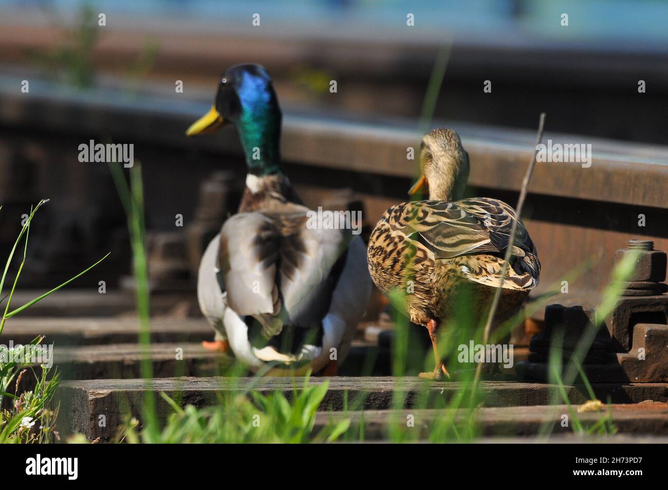 Mallard Duck. A pair of birds, male and female, sitting on the railroad ...