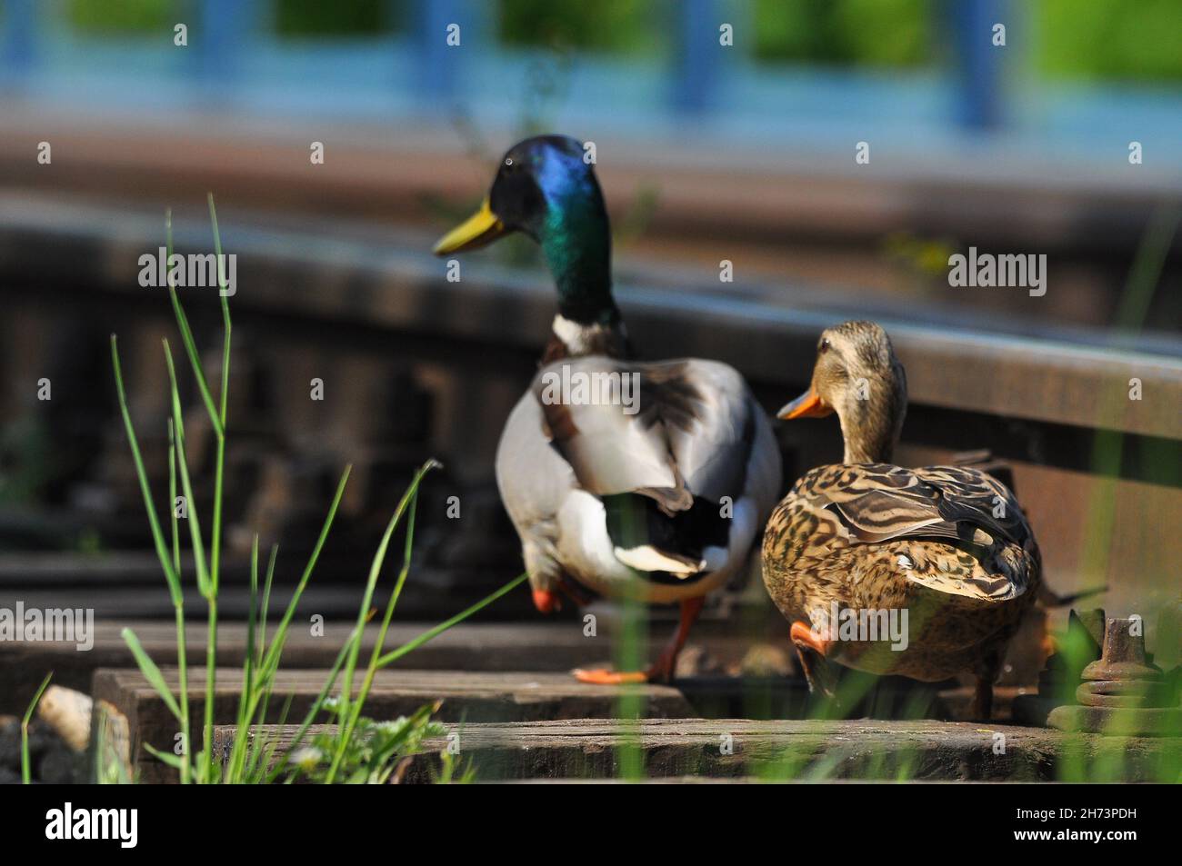 Mallard Duck. A pair of birds, male and female, sitting on the railroad ...