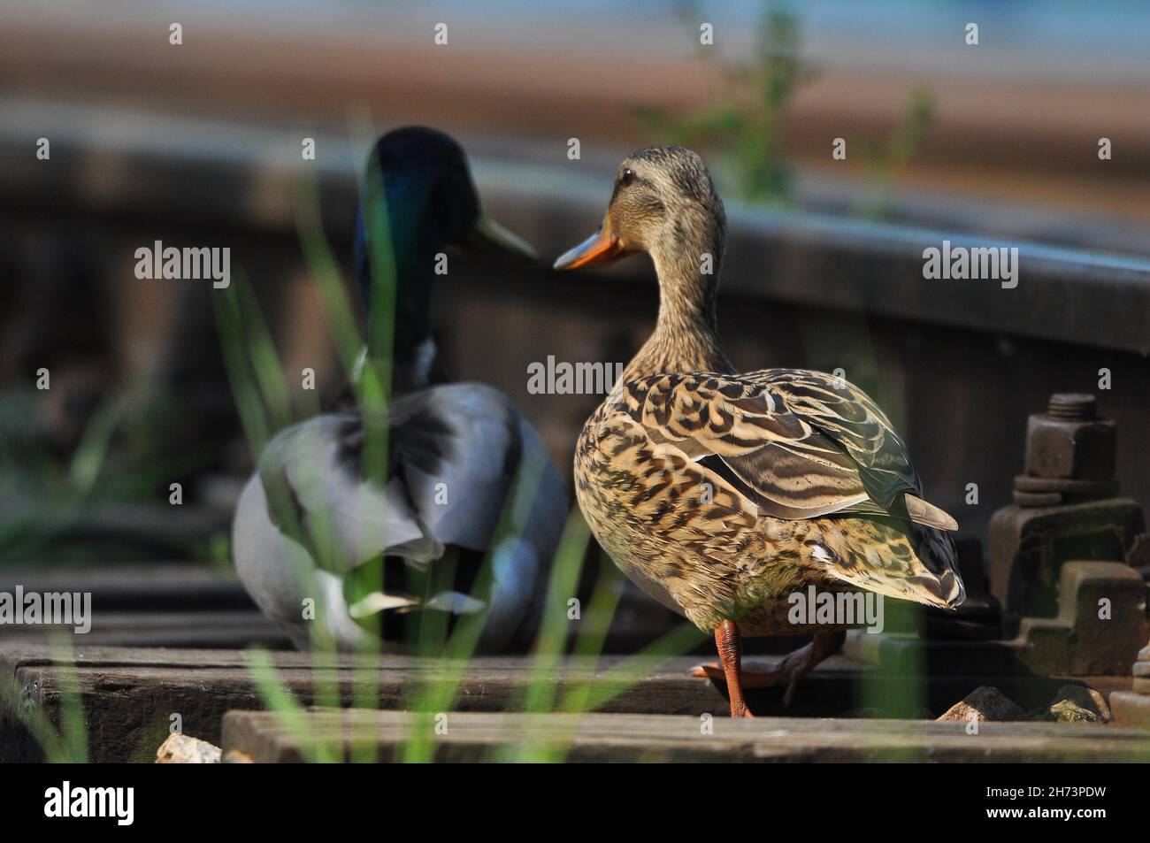Mallard Duck. A pair of birds, male and female, sitting on the railroad ...