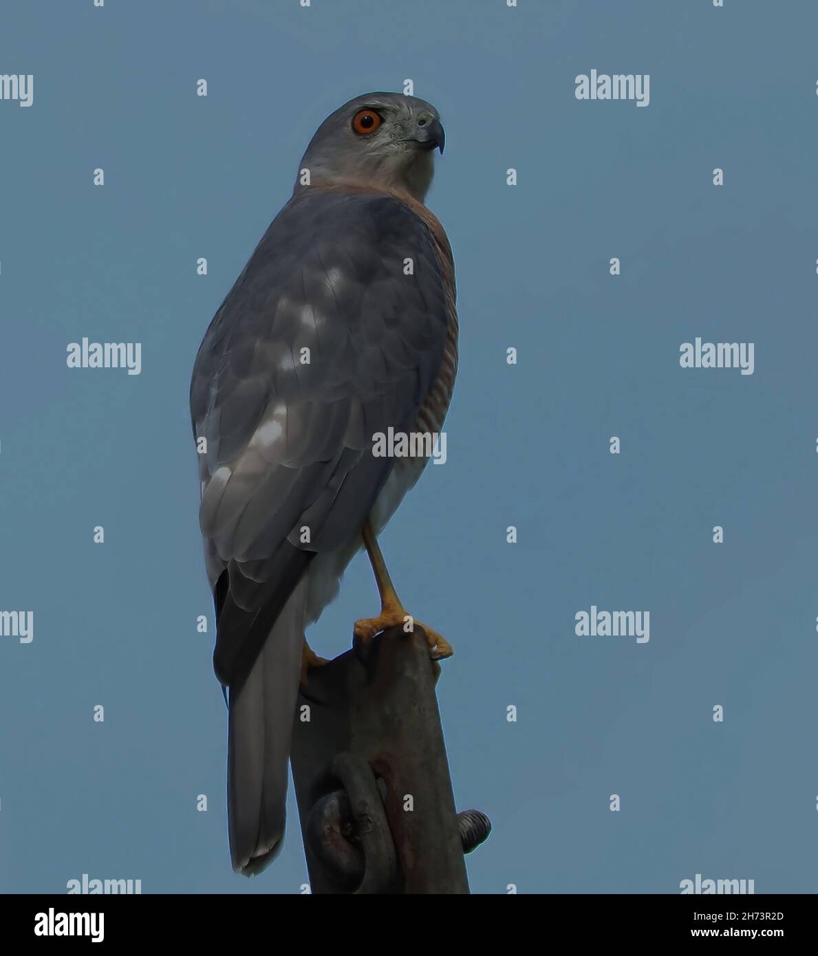 Banded goshawk hi-res stock photography and images - Alamy