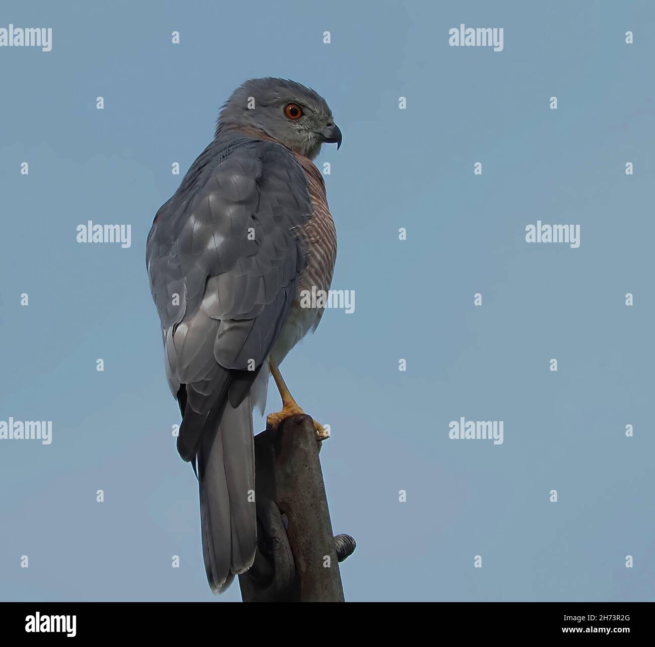 Shikra Little banded goshawk Stock Photo - Alamy