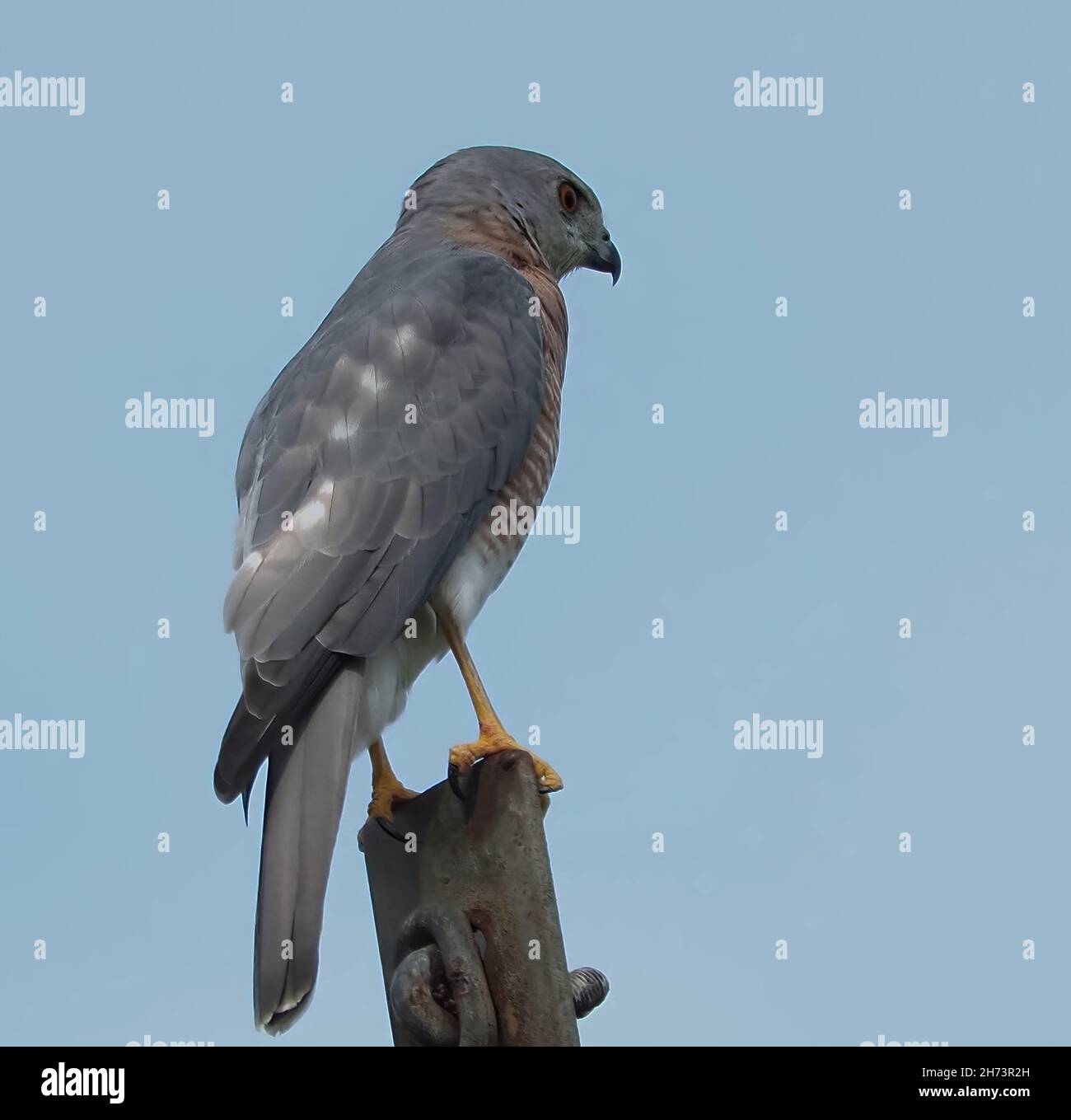 Shikra Little banded goshawk Stock Photo - Alamy