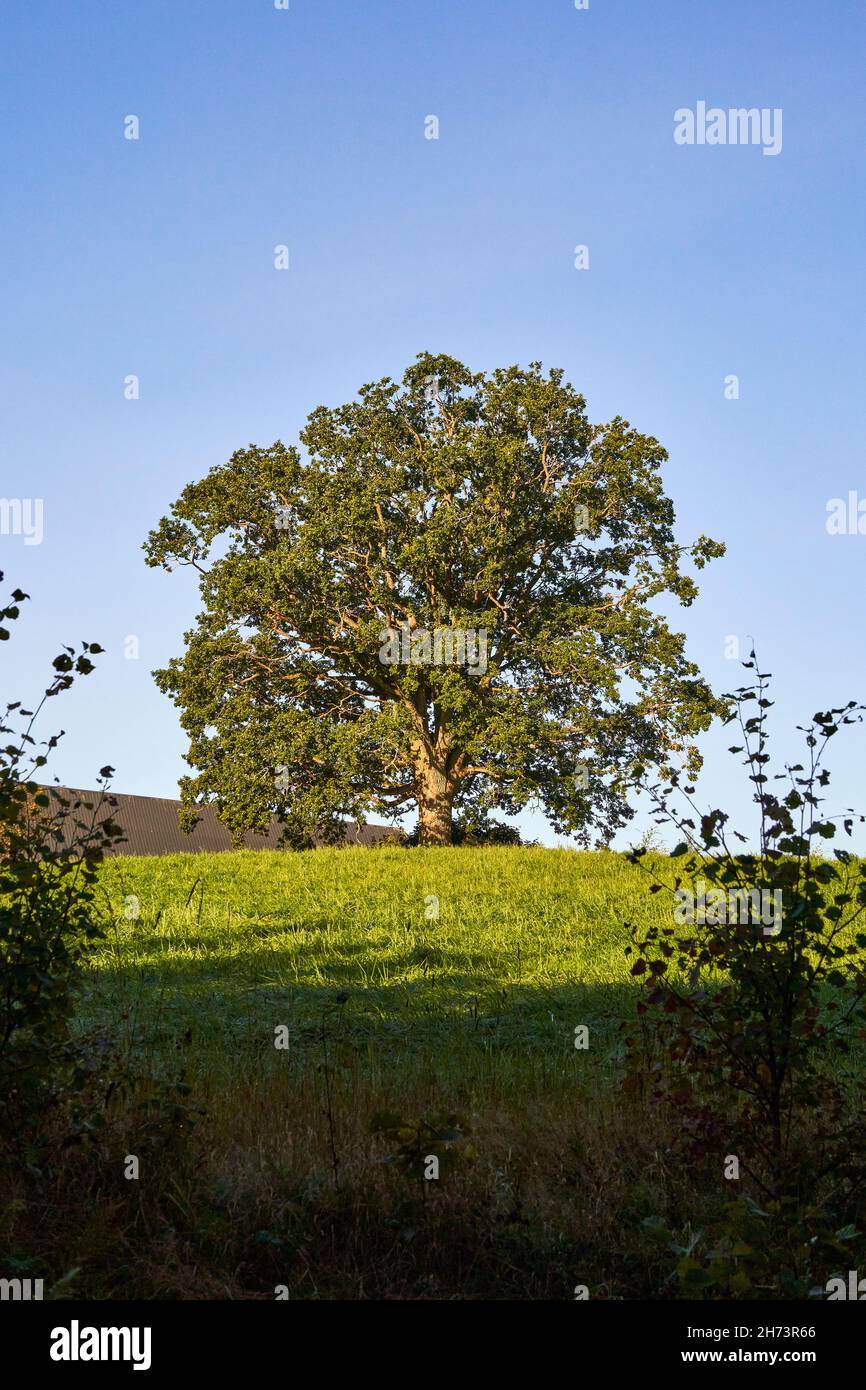 Tall oak tree hi-res stock photography and images - Alamy