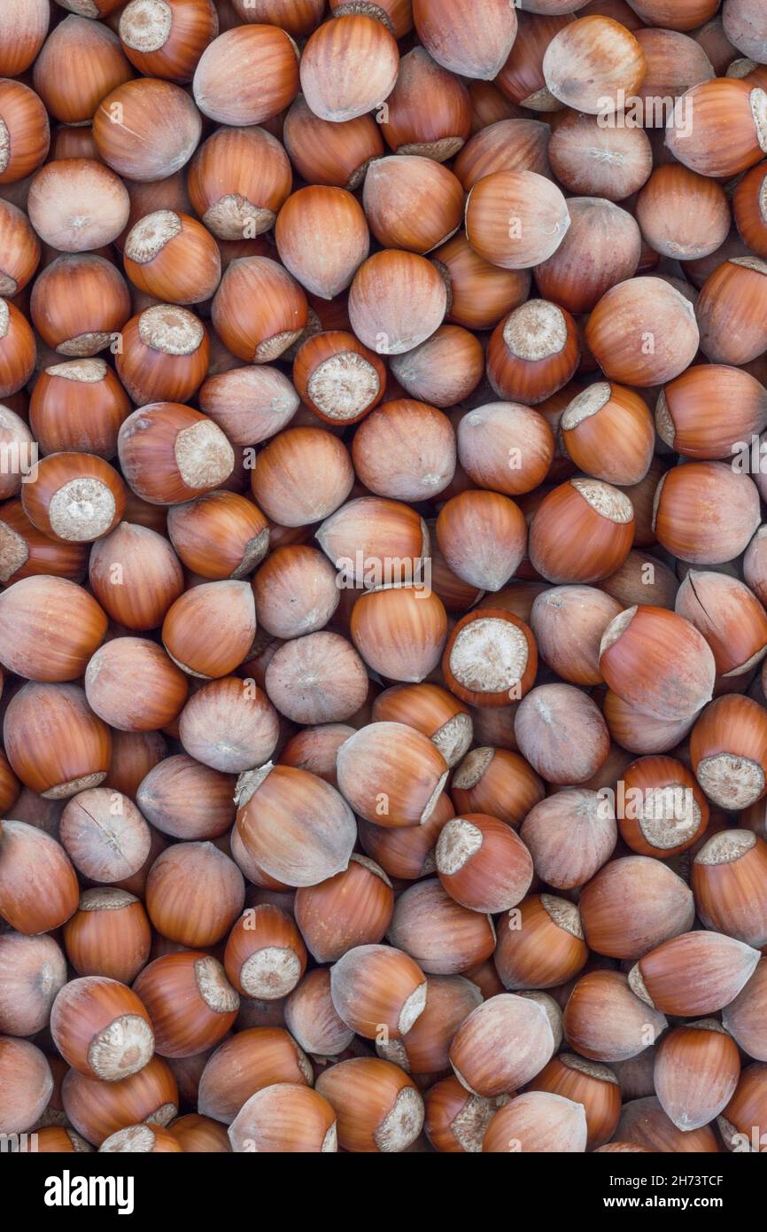 Hazelnuts. Stack of hazelnuts. Food background. Hazelnut background ...