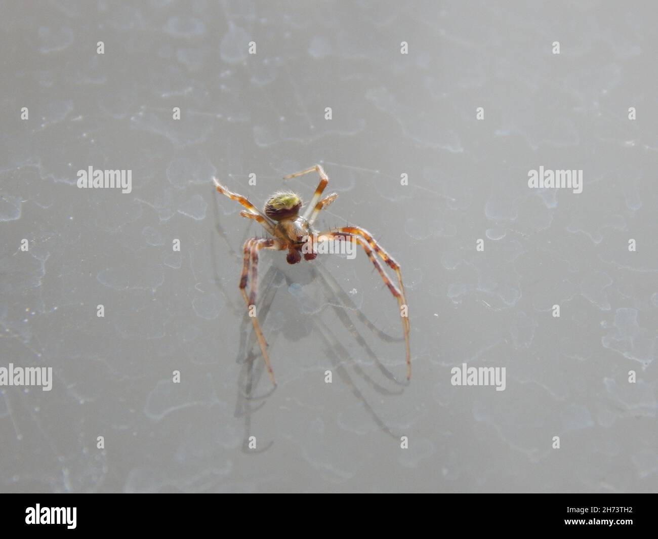 Closeup shot of a crab spider on a white grunge wall Stock Photo - Alamy