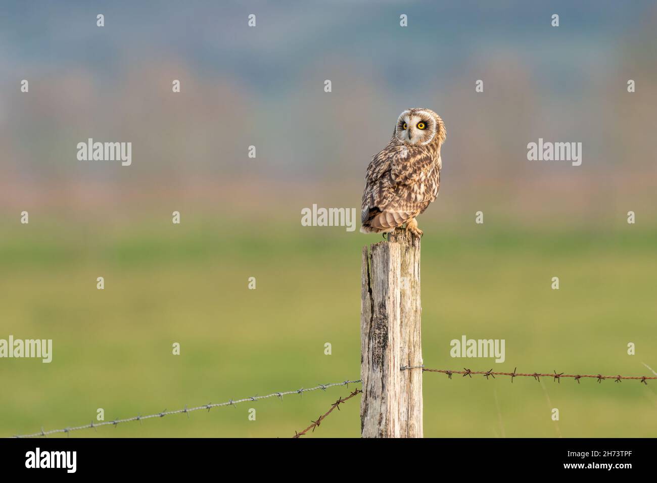 Fence post owl hi-res stock photography and images - Alamy