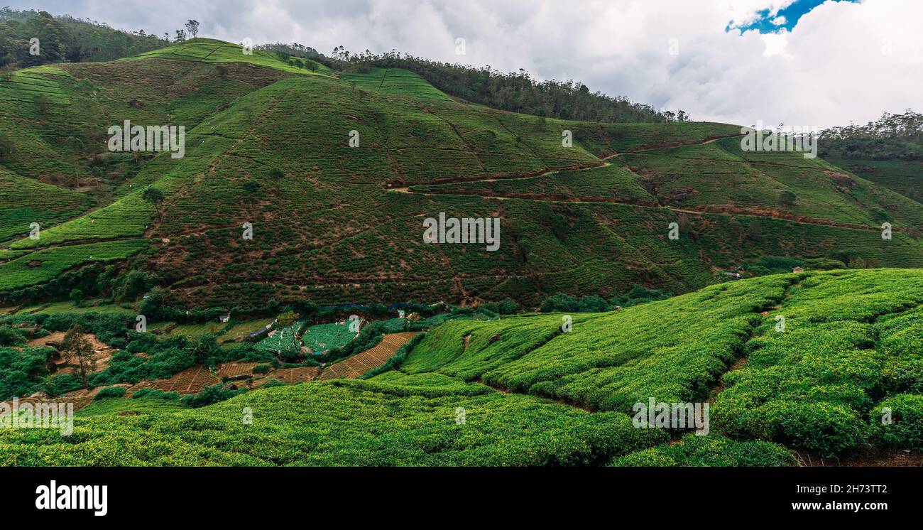 Large tea plantation, panorama. Green tea in mountains. Nature of Sri ...
