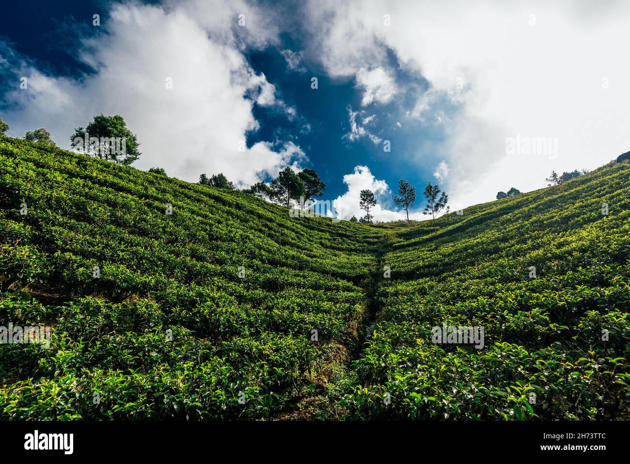 Large tea plantation. Green tea in mountains. Nature of Sri Lanka. Tea ...