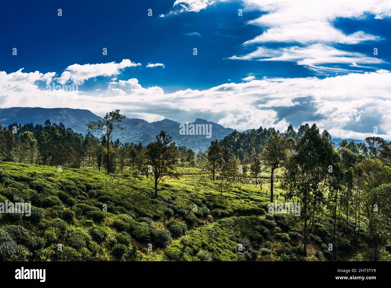 Large tea plantation. Green tea in mountains. Nature of Sri Lanka. Tea ...